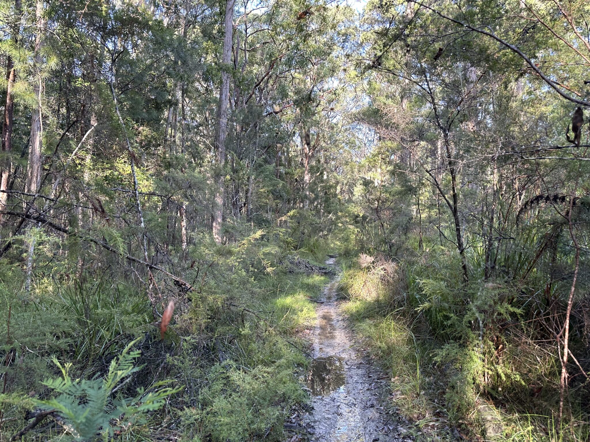 NSW Recreational hunting licences – Oz Fish and Game